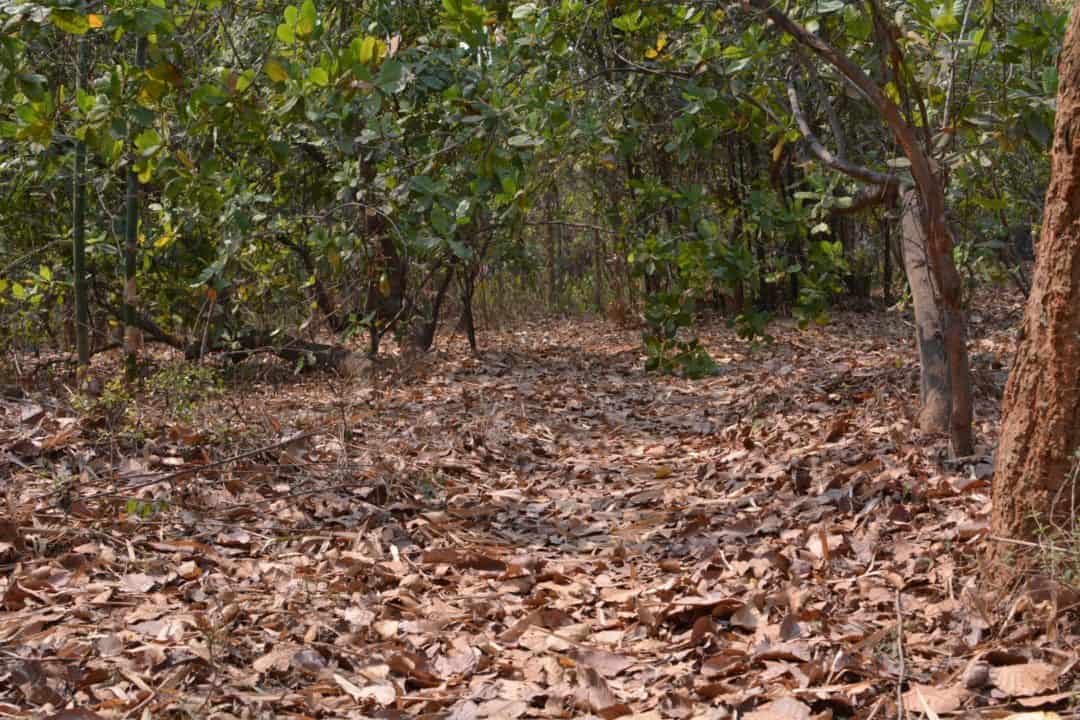 Escape To Jhargram - Salboni Retreat - Krishnandu Sarkar