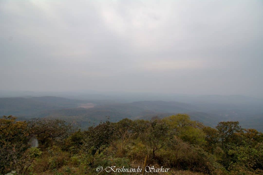 Saranda Forest - Into the Light and Shade - Krishnandu Sarkar