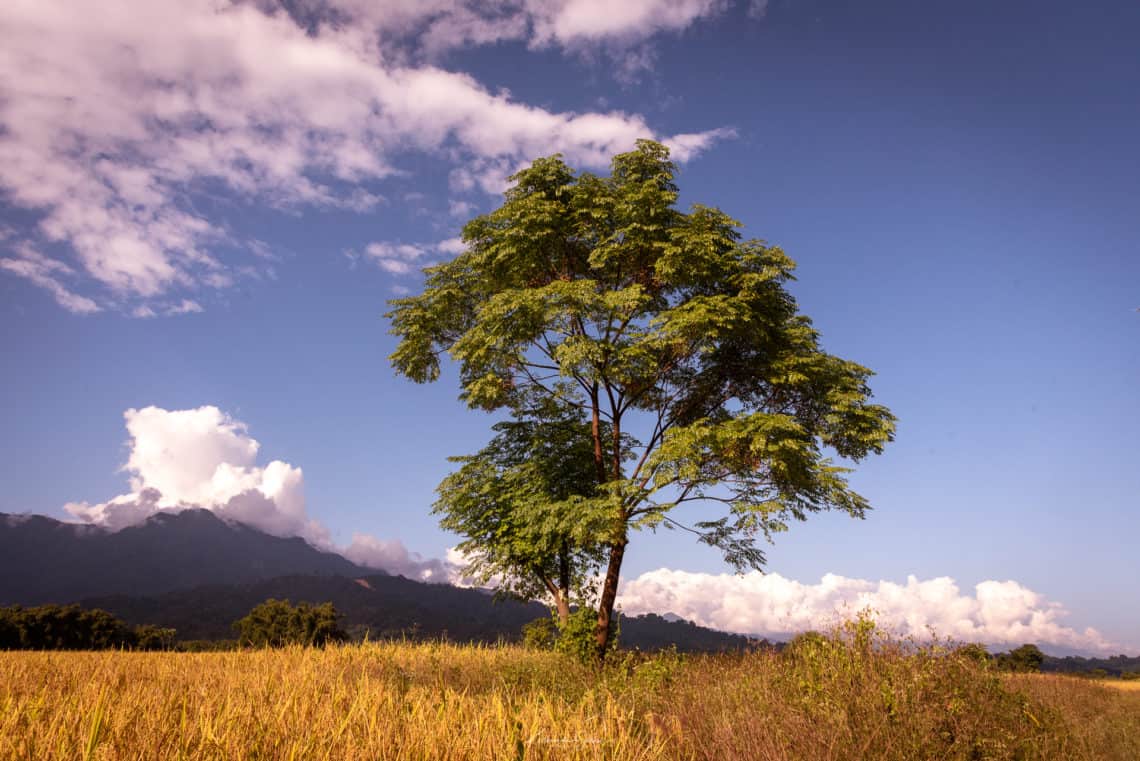 Unexplored Arunachal | Ledum Village | Part 5 - Krishnandu Sarkar